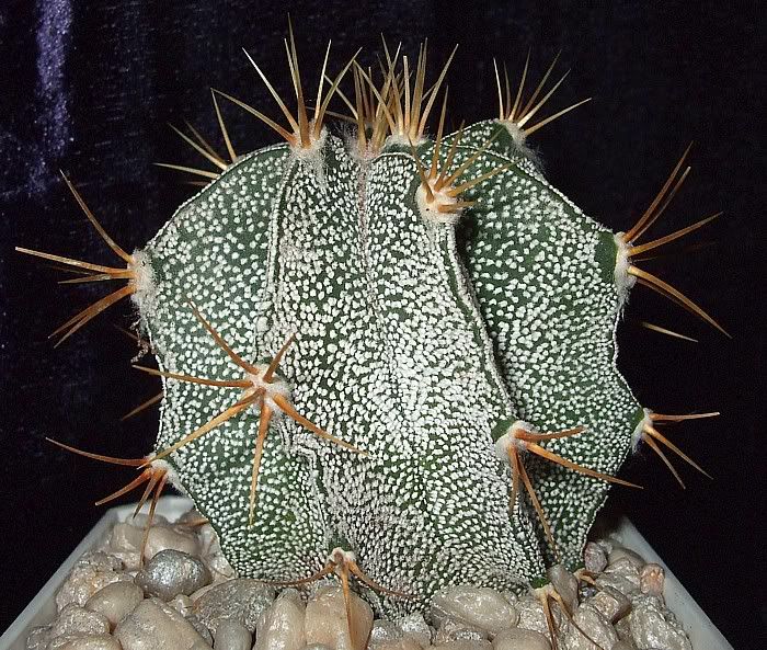 MERRY CHRISTMAS, Thanks Hubby!!! - CactiGuide.com